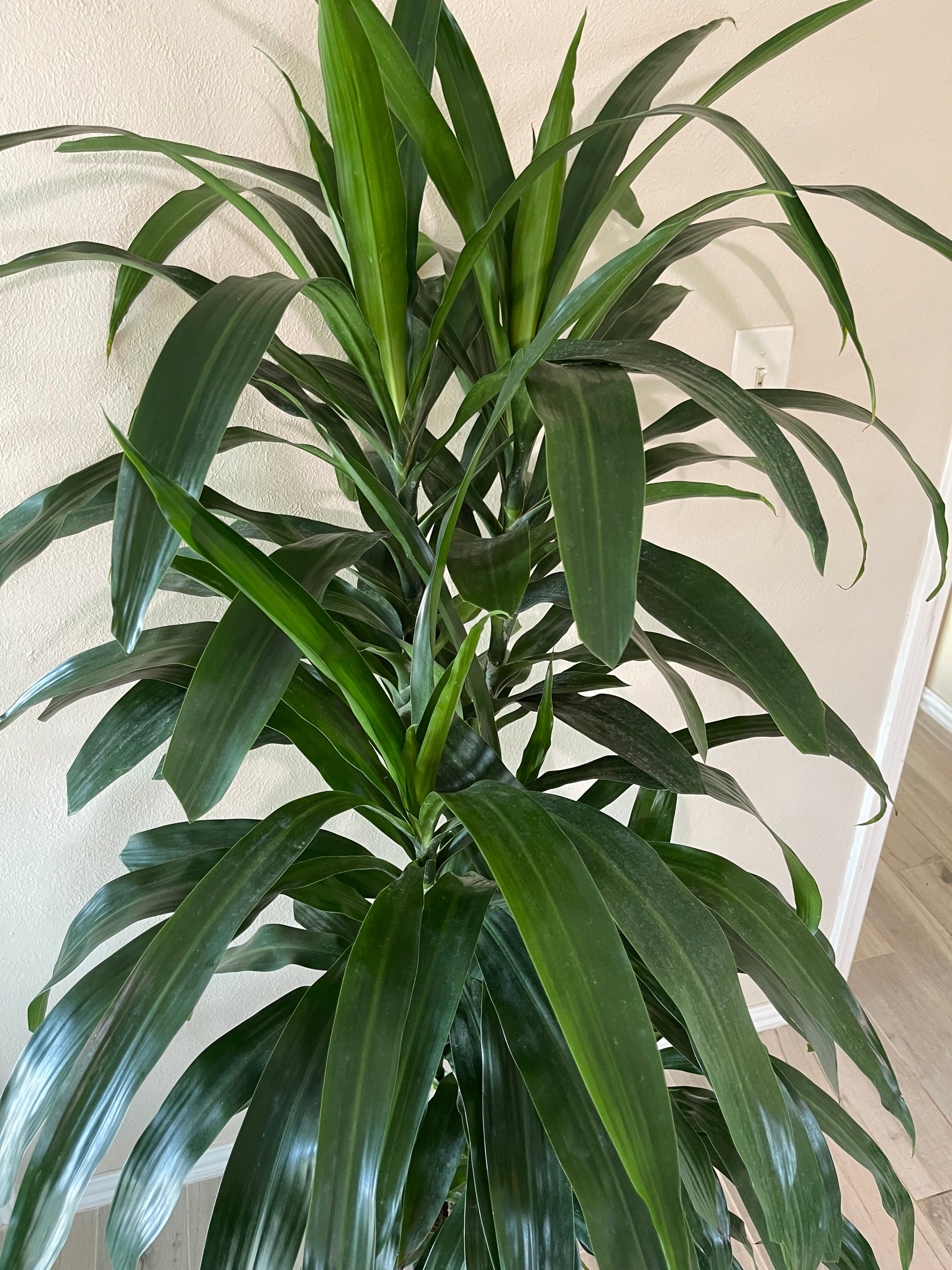 Dracaena Lisa – Rooted Croft
